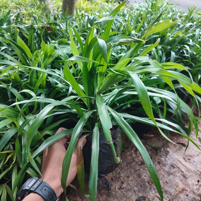 Jual tanaman suji putih belut/pohon pandan Suji hijau | Shopee Indonesia