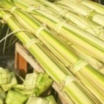 Jual NEW. daun kelapa,JANUR/kulit kupat per1 ikat isi 10 pcs,untuk ...