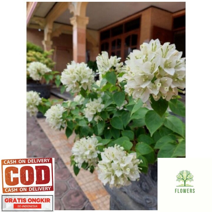 Jual Tanaman hias bunga bougenville singapur Putih bibit ori / bogenvil ...