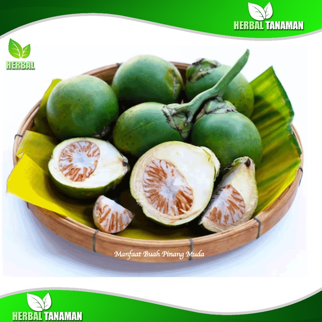 Jual Buah Pinang muda segar 1kgr Segar - Jambe FreshHerbal Langsung ...