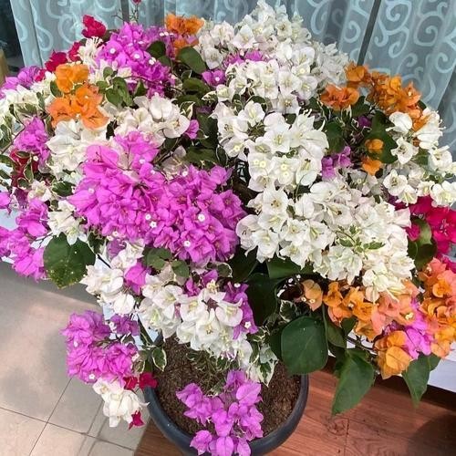 Jual TANAMAN HIAS / BUNGA KERTAS 3 WARNA / BOUGENVILLE THREE COLOR ...
