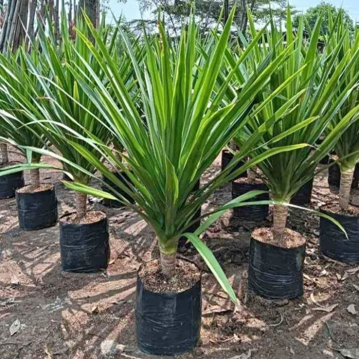 Jual Pandan Bali 1 Meter - pohon pandan bali tanaman pandan bali 1 ...