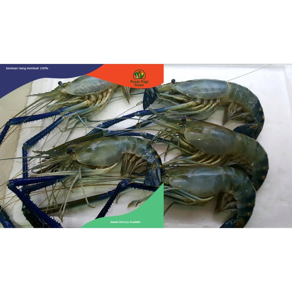 Jual Udang Sungai Segar | Shopee Indonesia