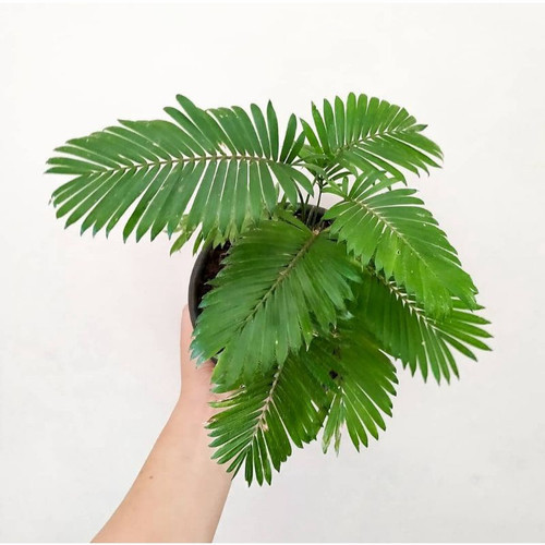 Jual Tanaman Hidup Indoor Palem Paris Rotan Mini - Tanaman Hias Pohon ...