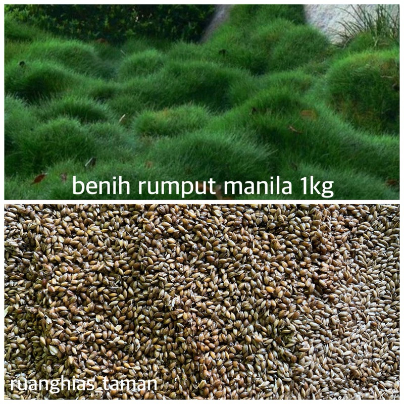 Jual benih rumput manila/zoysia 1kg | Shopee Indonesia