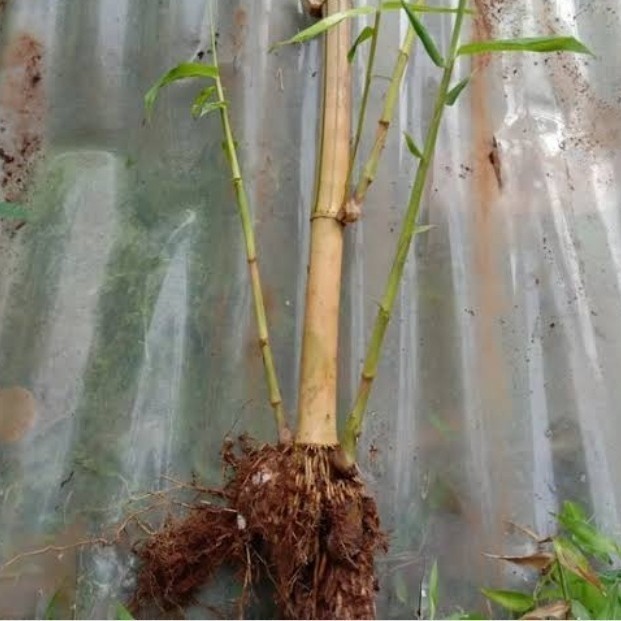 Jual bibit bambu kuning ukuran 50cm,siap tanam sesuai di foto | Shopee ...
