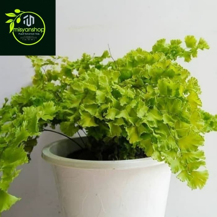 Jual Tanaman hias suplir keriting - tanaman gantung suplir kriting ...