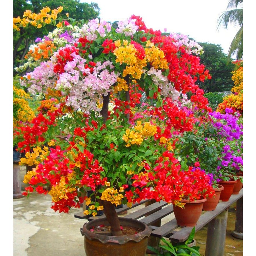 Jual Bibit Tanaman Bunga Kertas Bugenvil/Bougenville 5 warna ASLI ...