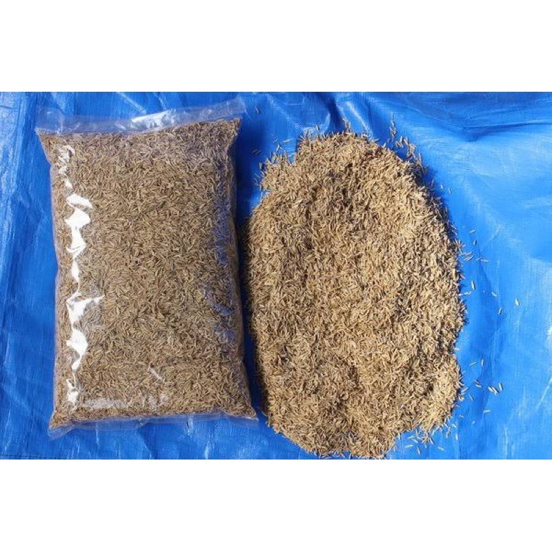 Jual AS Sekam Mentah / Kulit Padi - 500gr | Shopee Indonesia