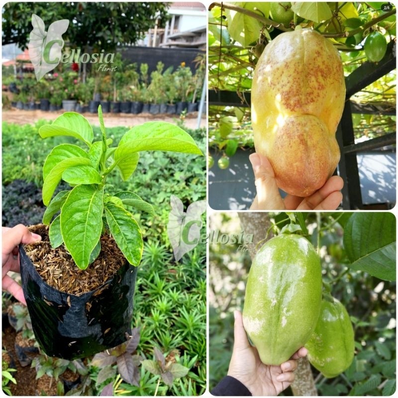 Jual Bibit Tanaman Buah Markisa Jumbo / Markisa Giant | Shopee Indonesia