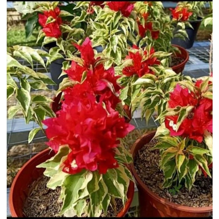Jual Bibit Bunga Bugenvil Dragon Flame Merah Orian / Bougenville Red ...