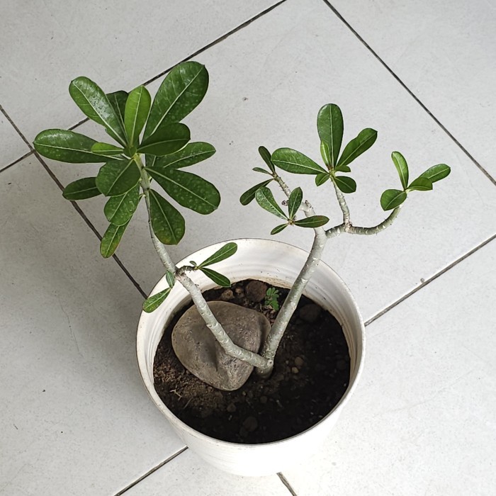 Jual Adenium Bunga Kamboja Pink Pohon Bonsai - Tumbuhan Hidup Tanaman ...