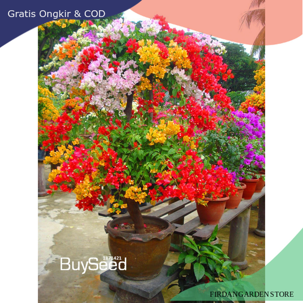 Jual BIBIT BUGENVIL 5 WARNA STEK OKULASI TERMURAH | Shopee Indonesia