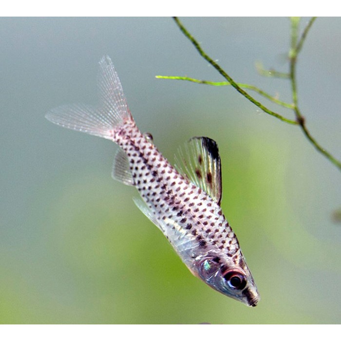 Jual Spotted Headstander / Chilodus Punctatus / Ikan Hias Air Tawar ...