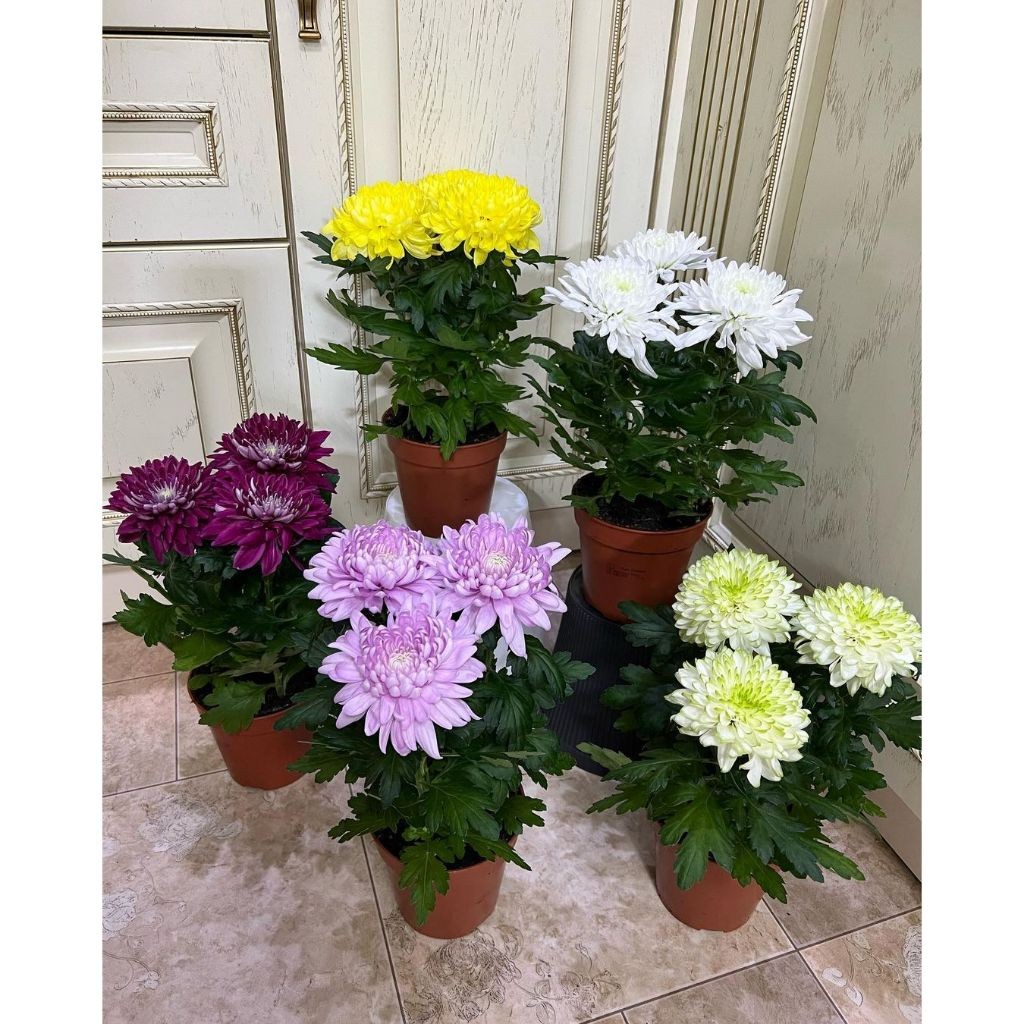 Jual TANAMAN HIDUP BUNGA KRISAN ASTER SERUNI [ BISA PILIH WARNA ] POHON ...