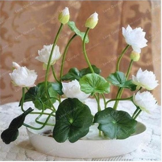 Jual Biji Benih Lotus Mini Bunga Teratai - Varian Warna | Shopee Indonesia