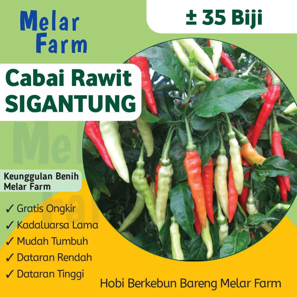 Jual Melar Farm - 35 Bibit Cabe Rawit Putih Merunduk Unggul SIGANTUNG ...