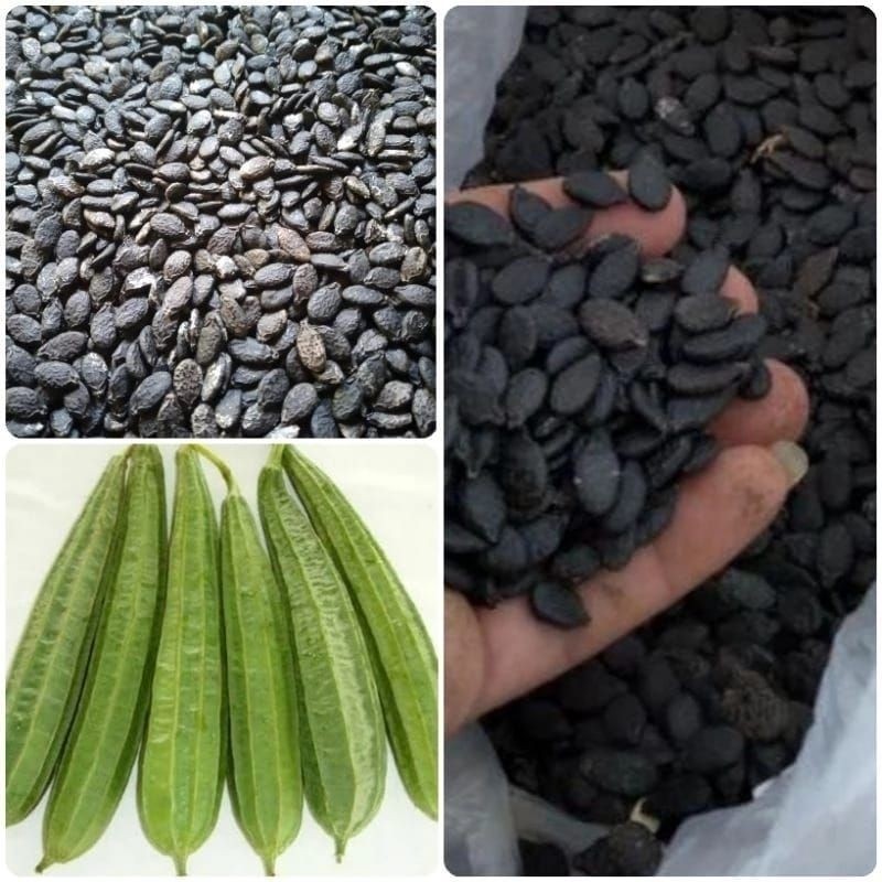 Jual 100 BIJI BENIH OYONG / GAMBAS SUPER SNP GARDEN SEED | Shopee Indonesia