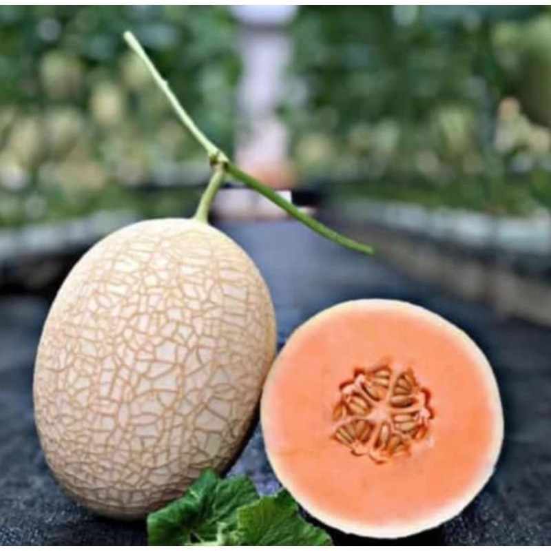 Jual 100 Benih Bibit Biji Melon ORANGE SWEET NET, Honey dew, Premium ...