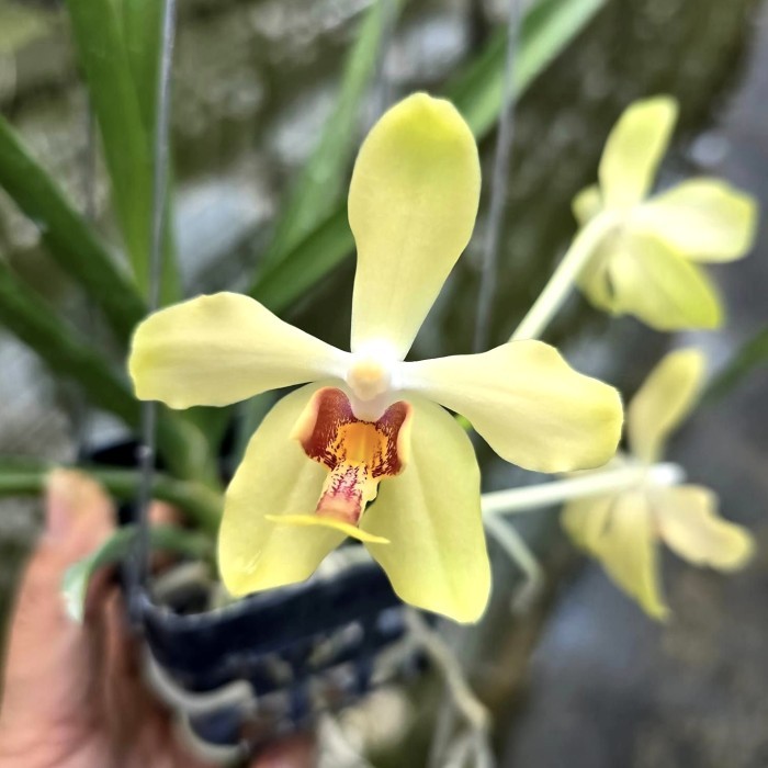 Jual BUMI ORCHIDS Paraphalaenopsis laycockii x Vanda denisoniana ...