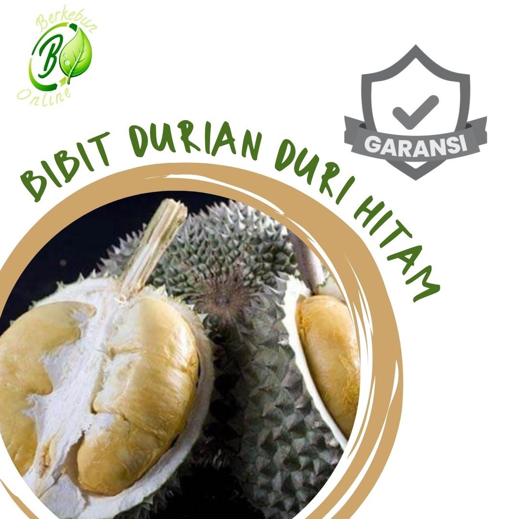 Jual Bibit Durian Duri Hitam Okulasi Asli Durian Oche Ochee Super Asli Okulasi | Shopee Indonesia