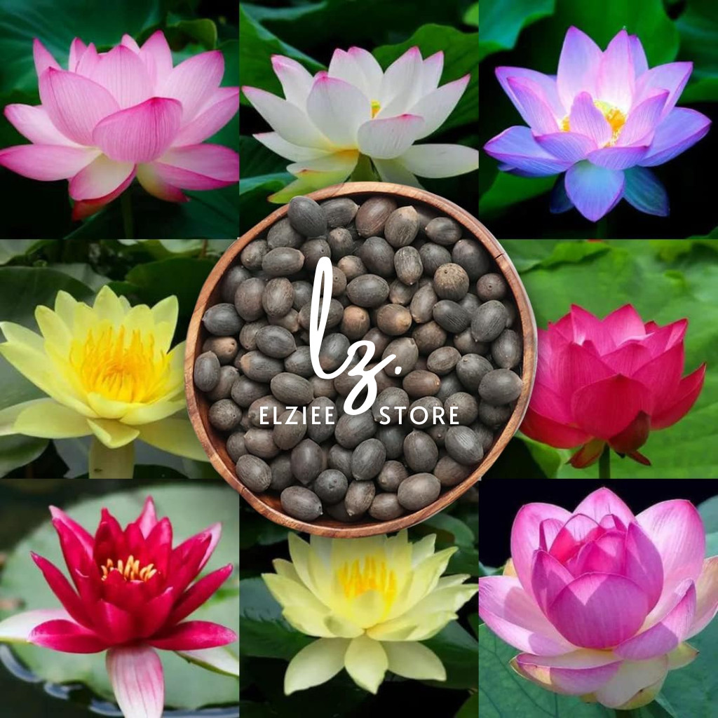 Jual Isi 25 Butir Biji Buah Biji Bunga Teratai Lotus Mix Warna Lotus ...