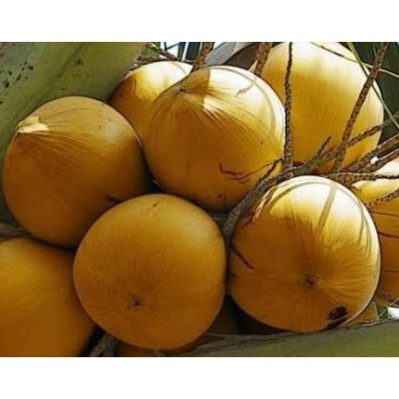 Jual BUAH KELAPA GADING SEGAR 1 BUAH | Shopee Indonesia