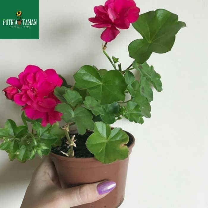 Jual Tanaman Hias Geranium - Merah | Shopee Indonesia