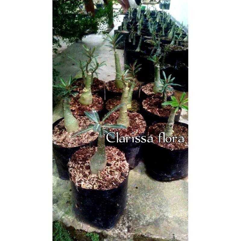 Jual TANAMAN HIAS ADENIUM BUNGA TUMPUK DARK ROSE | Shopee Indonesia