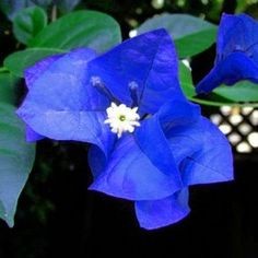Jual Bougenville Blue Mercy- bugenvil bunga biru - Tanaman hias ...