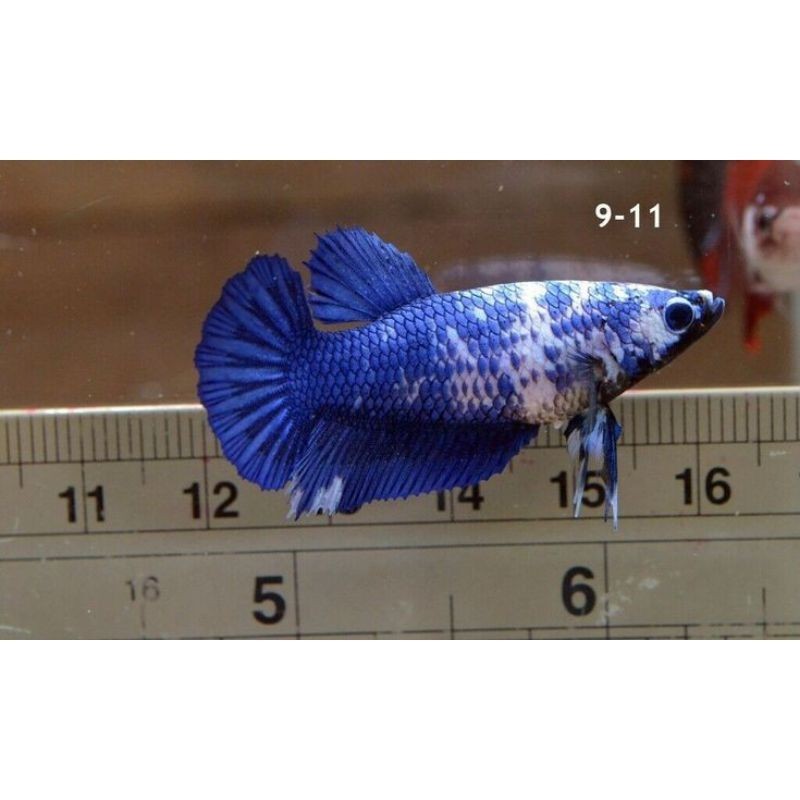 Jual stiker anomali LIVE Felmale Halfmon Full telur siap bred CUPANG ...