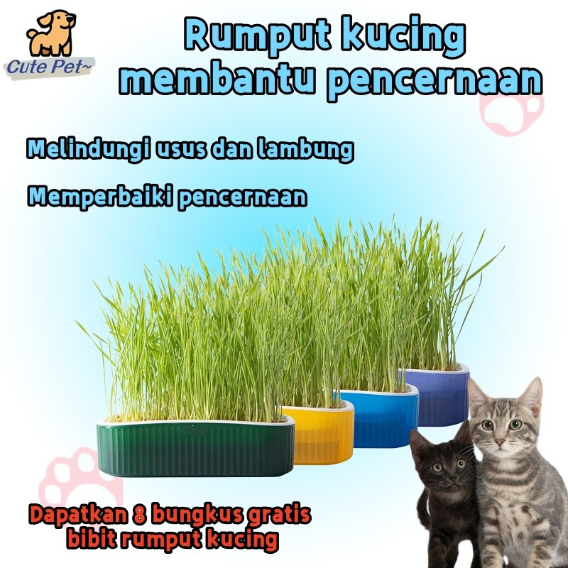 Jual Rumput kucing Kit Penanaman Benih Rumput Kucing Rumput Gandum ...