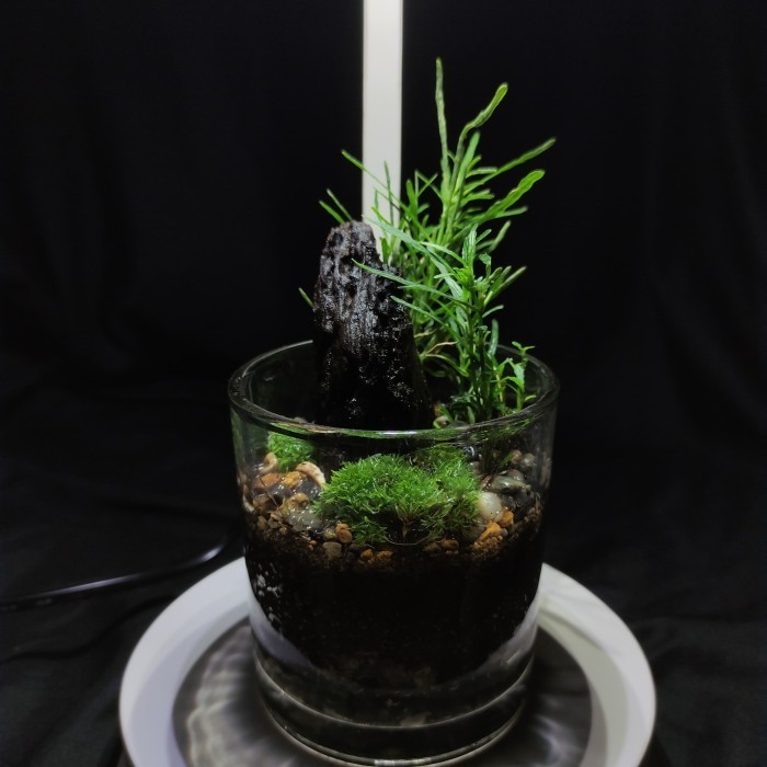Jual Mini terra - open terrarium| forest in your room - DIY/KIT - DIY ...