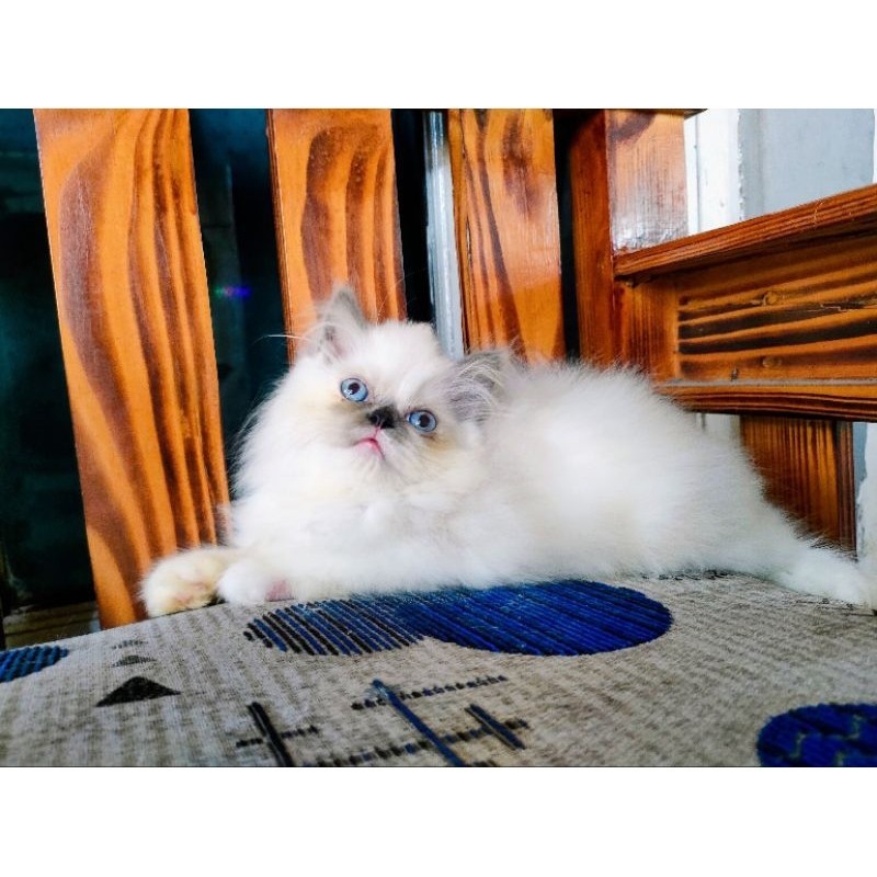 Jual kucing kitten Persia ragdoll/midoll | Shopee Indonesia