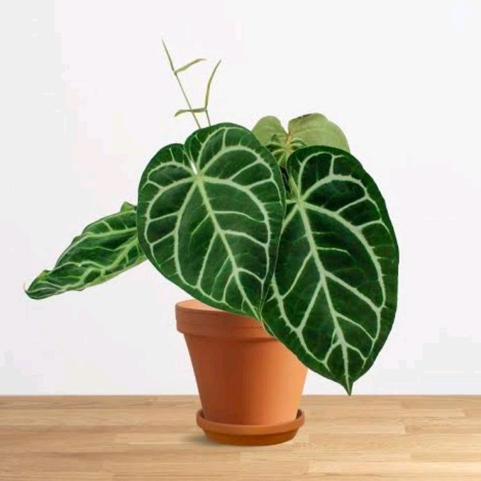 Jual ( BISA COD ) Tanaman Hias Kuping Gajah Anthurium Crystallinum ...