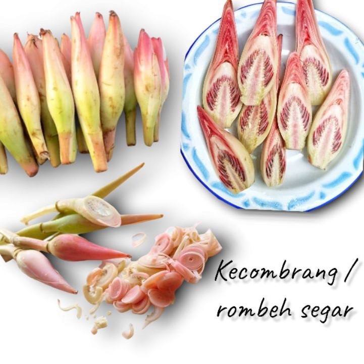 Jual kincung kecombrang segar / honje | Shopee Indonesia