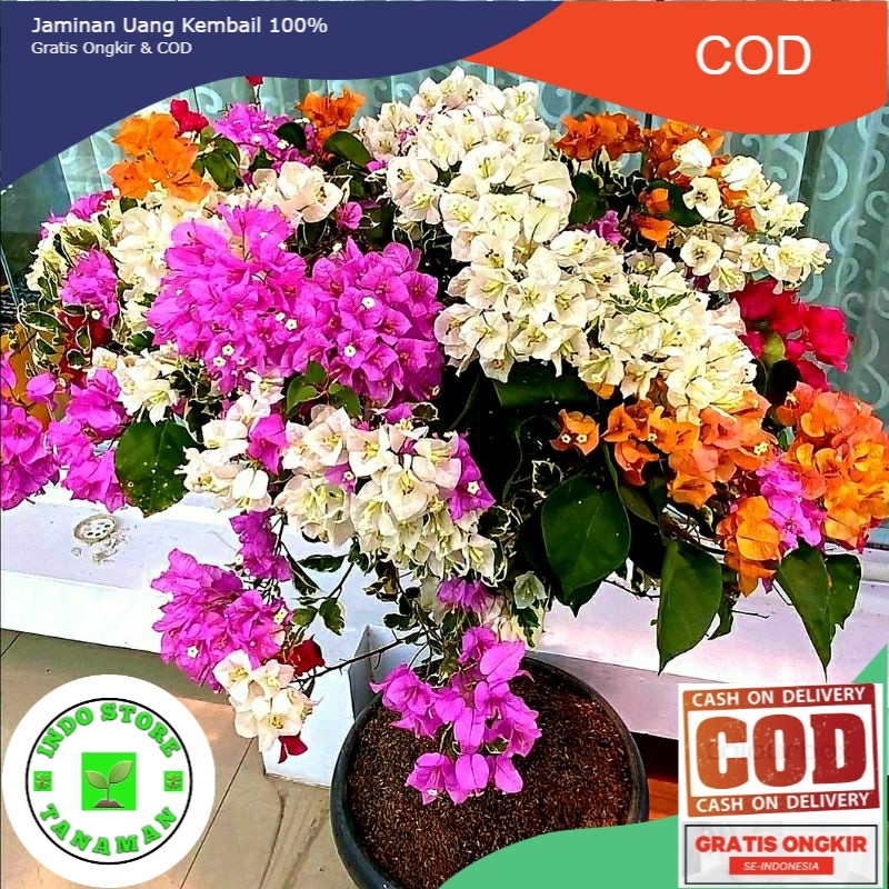 Jual Bougenville 5 Warna - Tanaman hias bunga dan dekorasi (COD ...