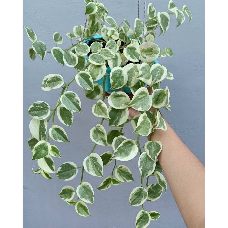 Jual Tanaman gantung cantik PAPEROMIA SCANDENS VARIEGATA peperomia ...