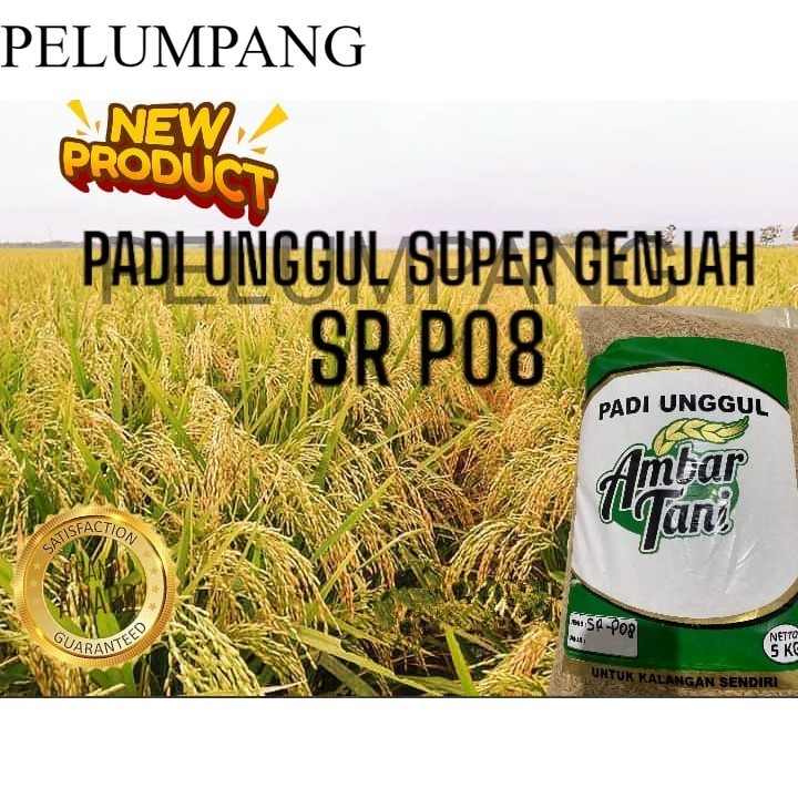 Jual benih bibit padi sr p08 ultra genjah 5kg PREMIUM | Shopee Indonesia