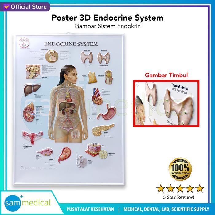 Jual Poster 3D Endocrine System / Gambar Sistem Endokrin BS 125 ...