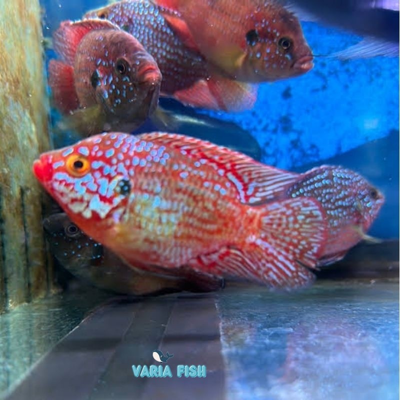 Jual red Jewel size M ikan hias aquarium air tawar | Shopee Indonesia