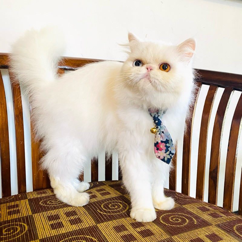 Jual kucing putih Persia Flatnose Odd Eye Mata Beda Warna | Shopee ...