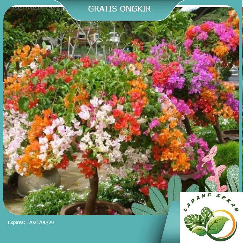 Jual PROMO TANAMAN Bunga Bugenvil / bunga kertas 5 warna | Shopee Indonesia