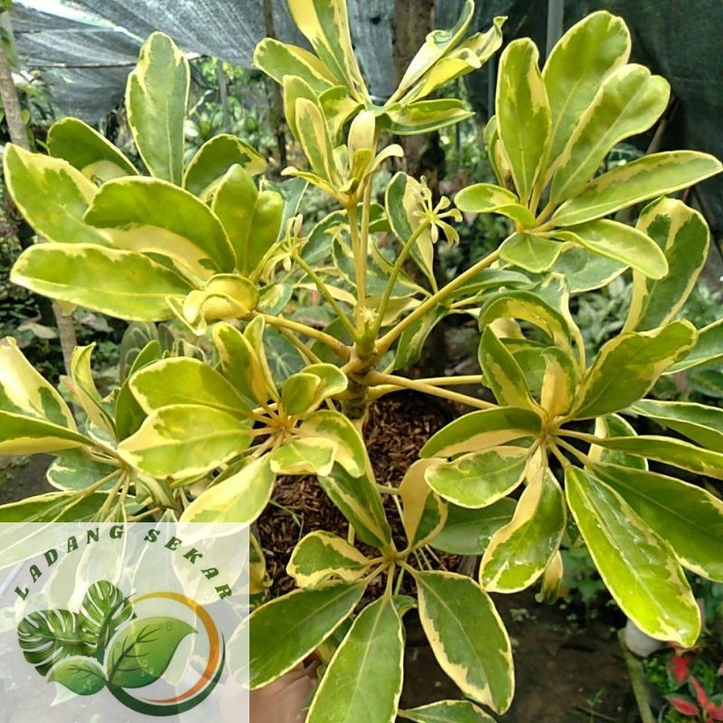 Jual RIMBUN Tanaman Hias Bunga Walisongo | Shopee Indonesia