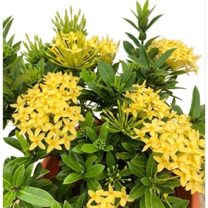 Jual TANAMAN HIAS SOKA KUNING - TANAMAN HIAS ASOKA BUNGA KUNING ...