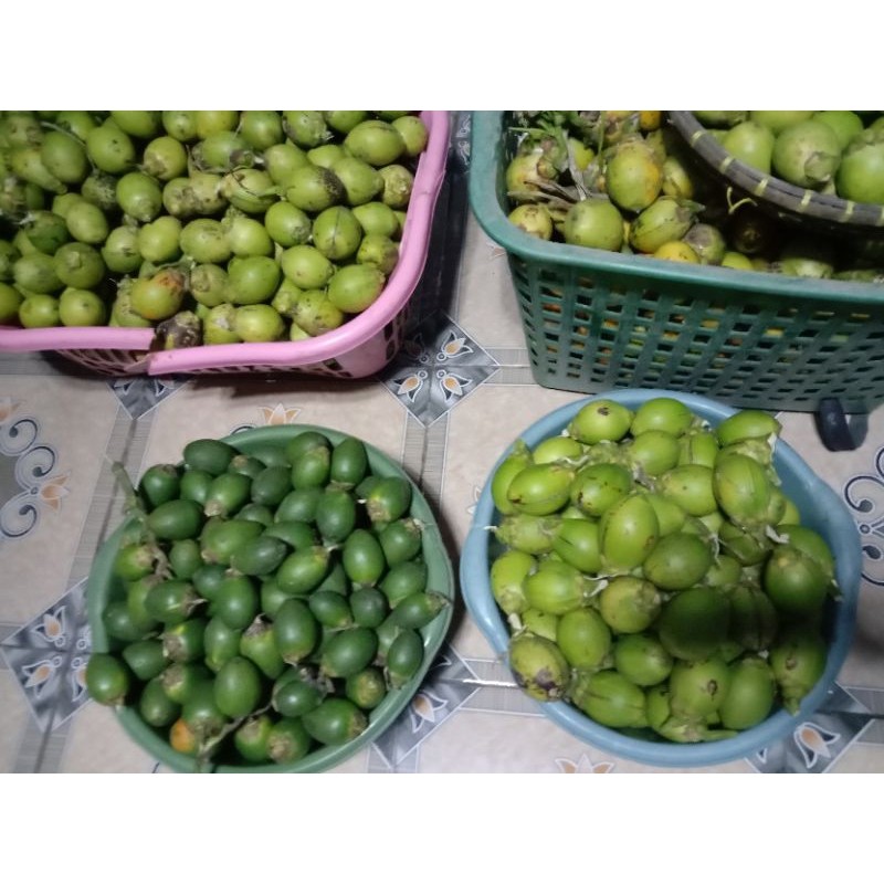 Jual BUAH PINANG MUDA Jambe wangi 1 KG | Shopee Indonesia