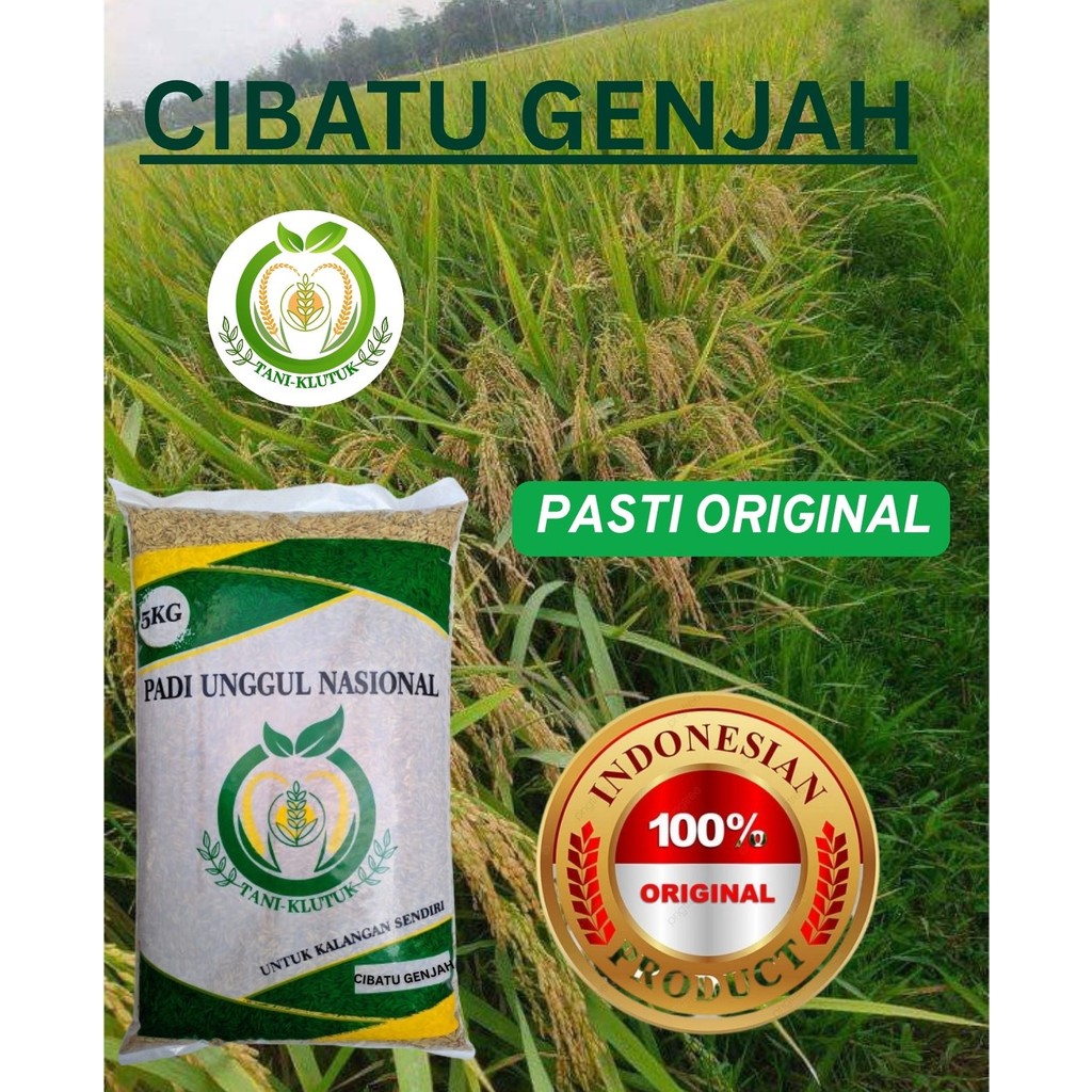 Jual Benih padi cibatu genjah kemasan 5kg usia panen 85 hst, nasi pelen ...