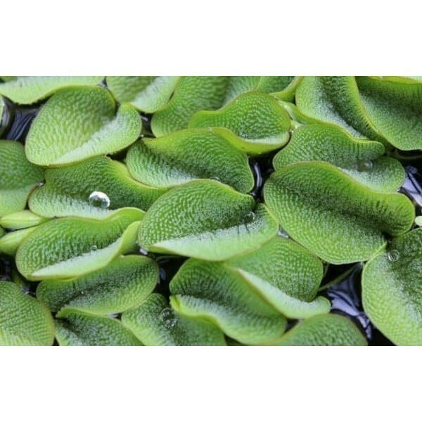 Jual Tanaman Air Apung atau Kiambang 1 pcs kayambang aquascape | Shopee ...