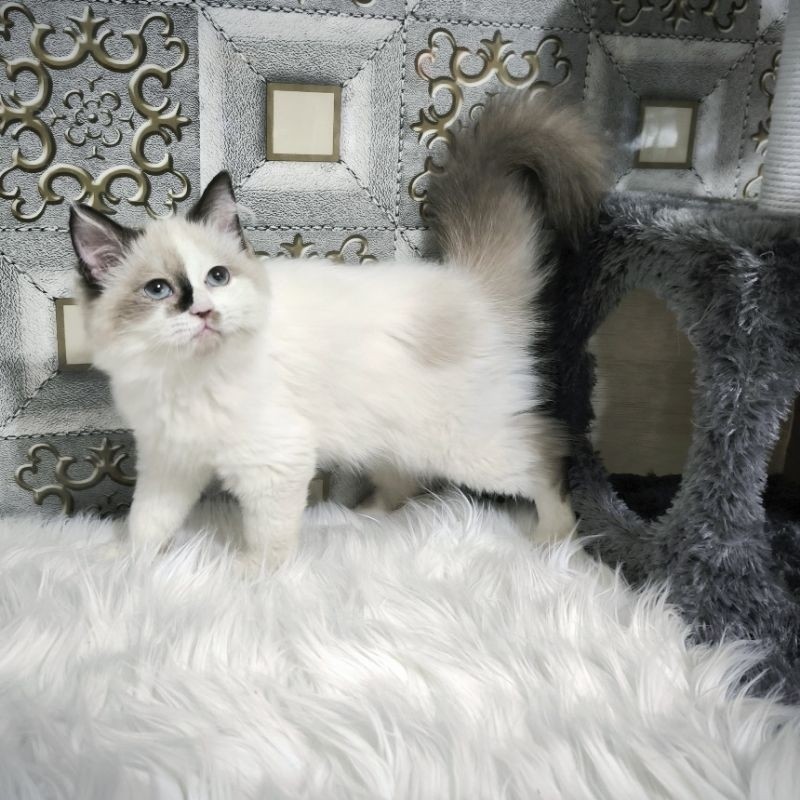 Jual Kucing Persia Anggora Himalaya Ragdoll Kitten | Shopee Indonesia