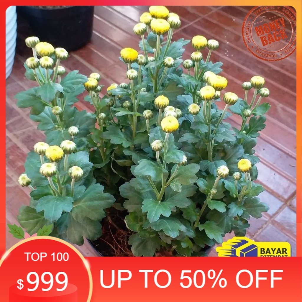 Jual TANAMAN HIDUP KRISAN ASTER TANAMAN HIAS BUNGA SERUNI ASTER KUALITAS PROMO SUPER COD TANAMAN ...